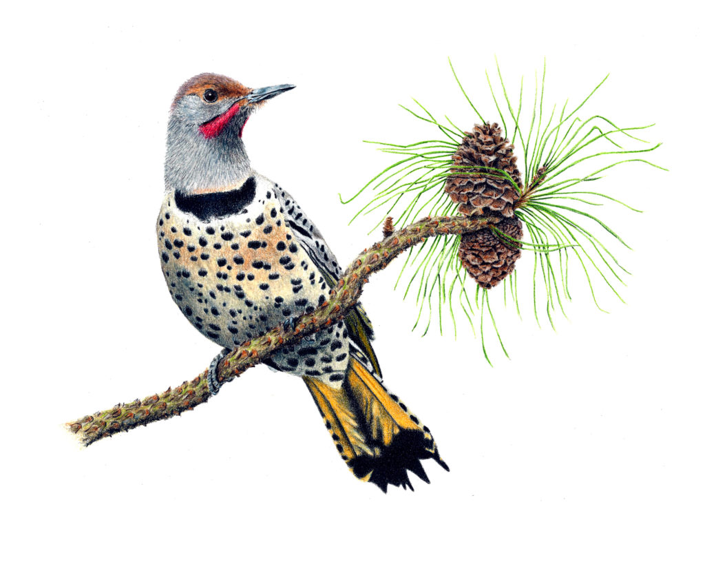 Northern Flicker – Ryan Tempest Art